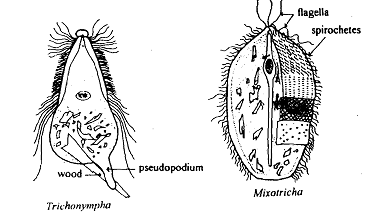 Trichonympha Diagram 8520